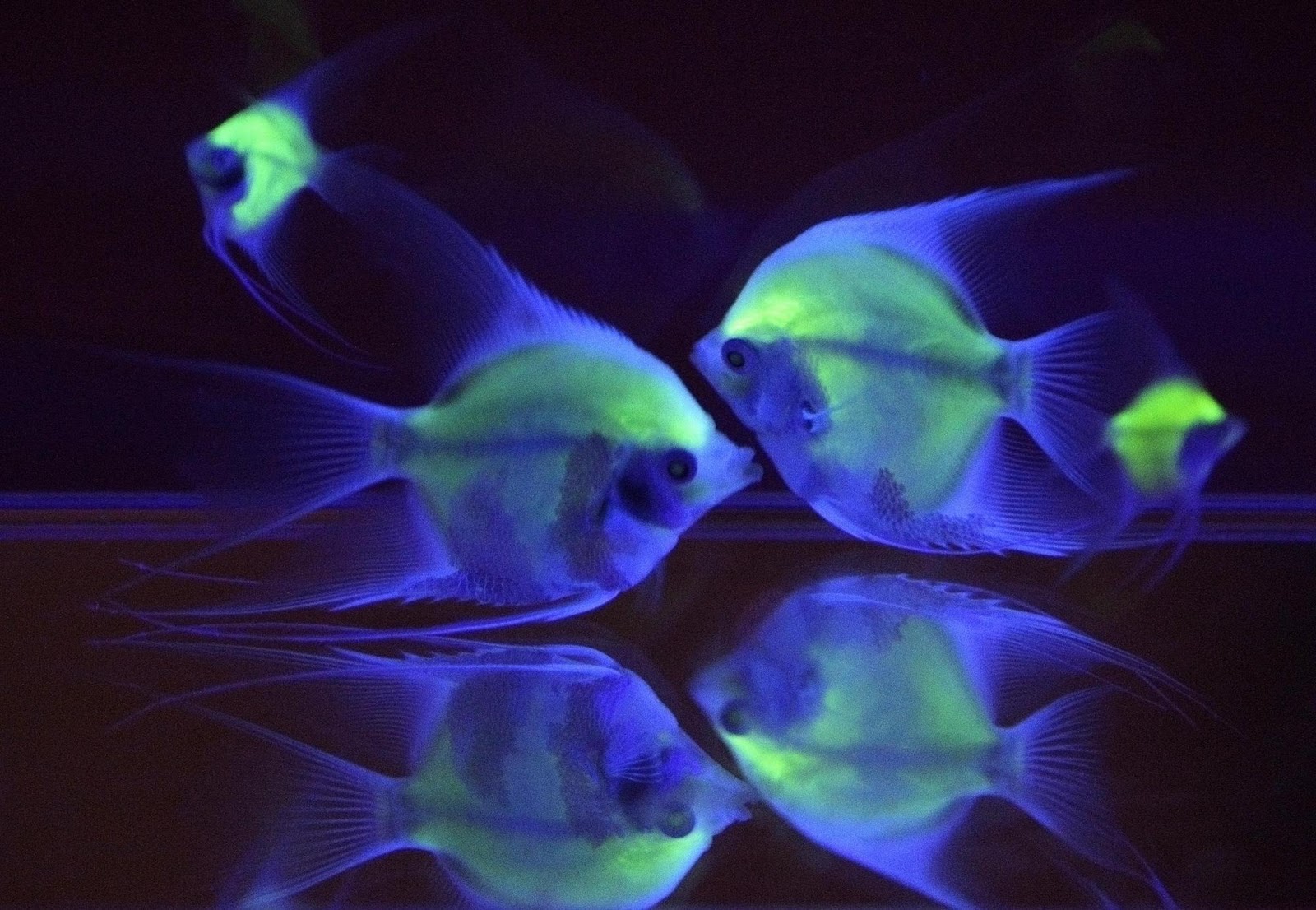 Taiwan Luminous Angelfish