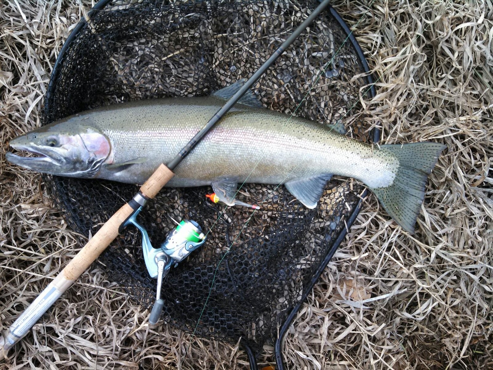 Wisconsin Fishing Reports: Spring Steelhead Report
