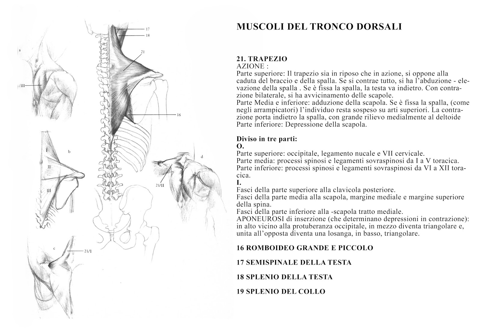 CON IL CORPO VIVO : CORPO ANATOMICO: MUSCOLI DEL TORSO