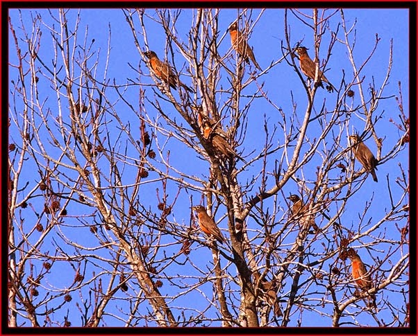 Springfield Plateau: Flocking Robins