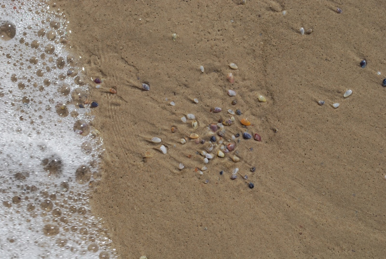 Observations From On The Road: Sea Shells