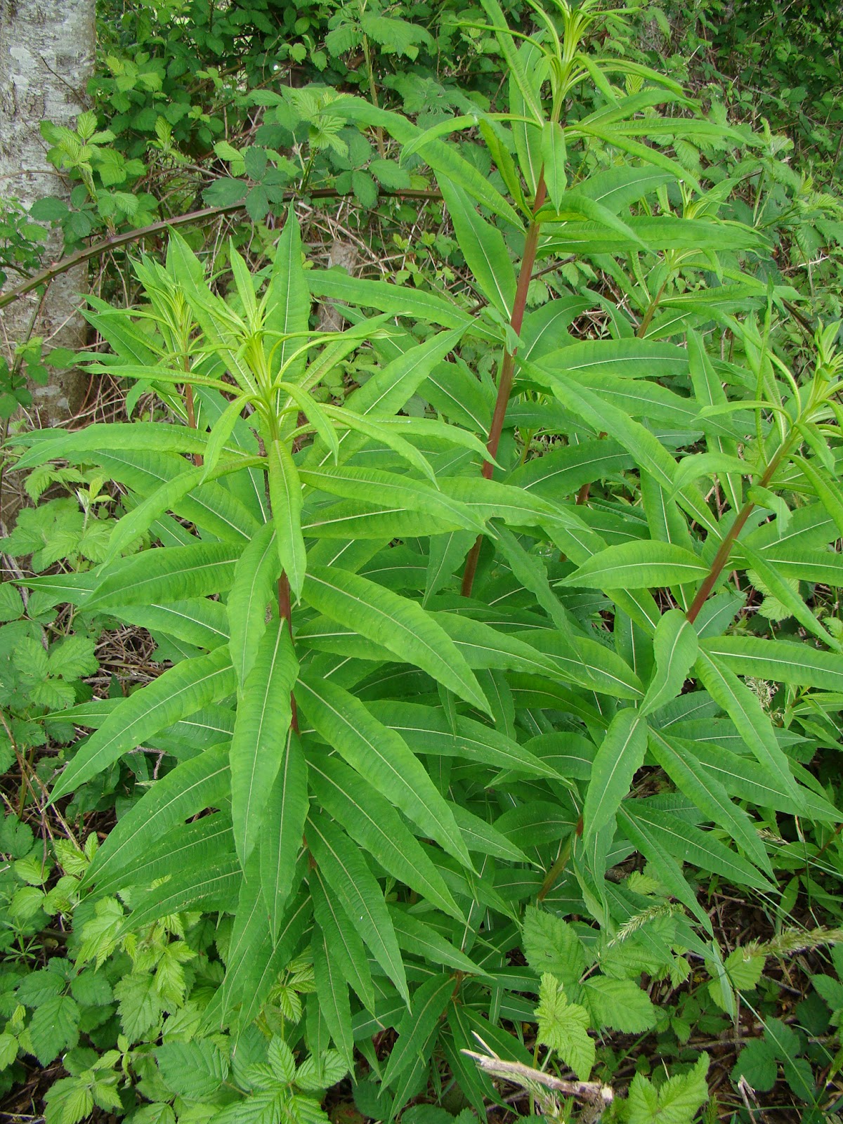 Leaves of Plants: Willowherb