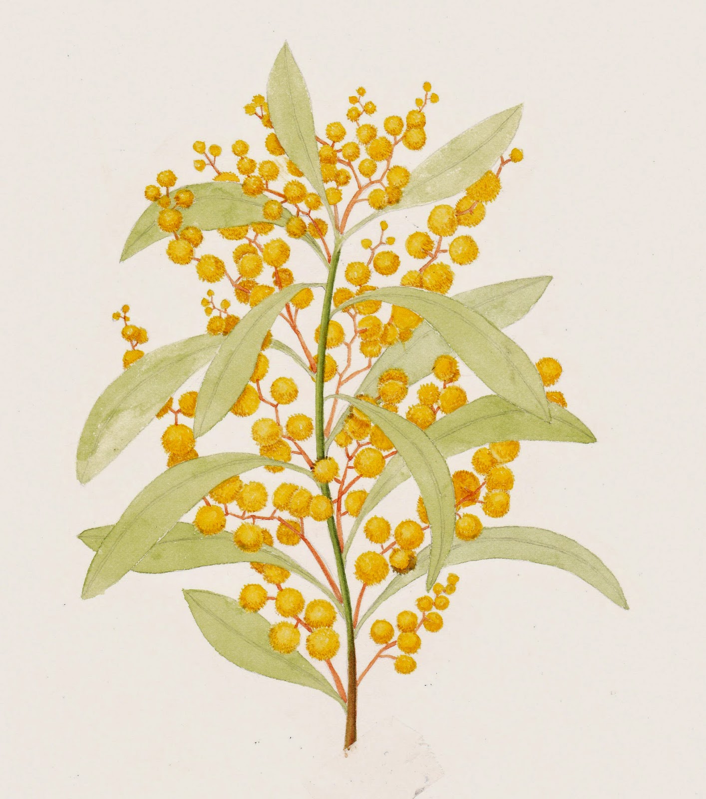 Botanical Art - Holiday Sketching: Australian State Floral Emblems