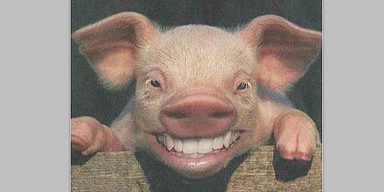 Rflx-s: PENSANDO EN COMPRAR UN GORRINO