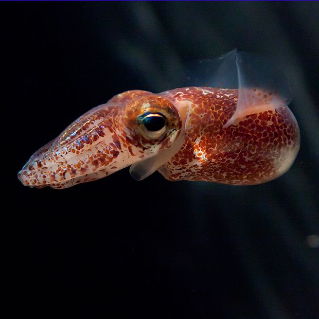 Real Monstrosities: Bobtail Squid