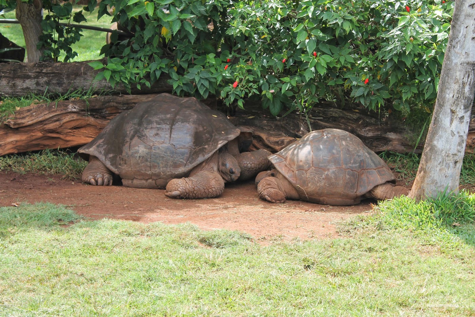 Hawaii Mom Blog: Visit Oahu: Honolulu Zoo