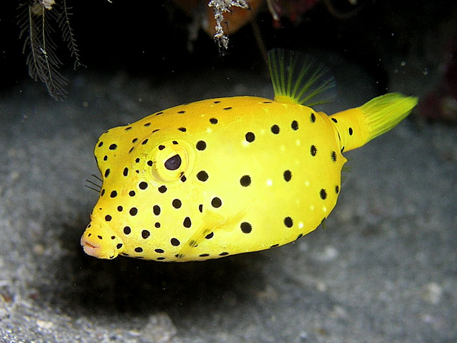The BoxFish | Fun Animals Wiki, Videos, Pictures, Stories