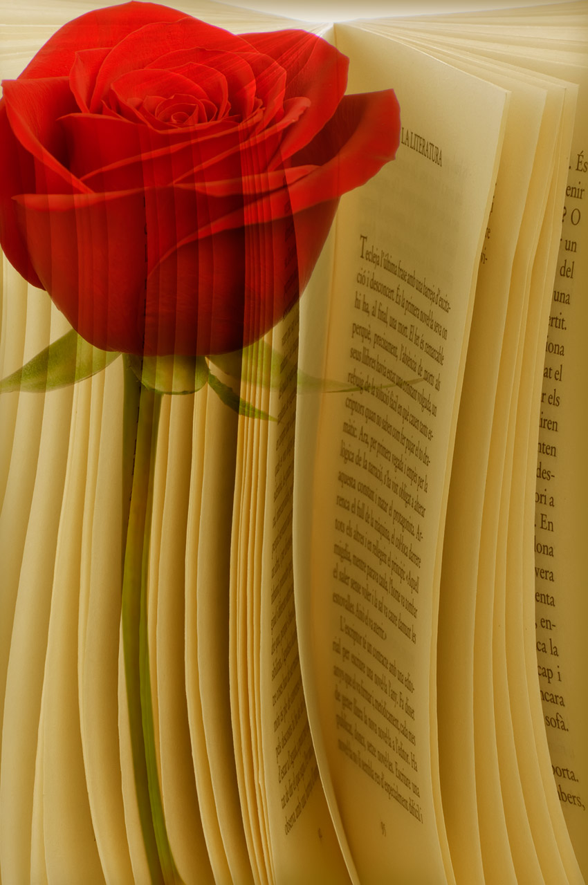 Fotografia Edurne Iza: La Foto del día: 23-04-2011 "La rosa y el libro"