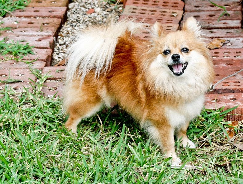 Musings of a Biologist and Dog Lover: Mismark Case Study: Pomeranian
