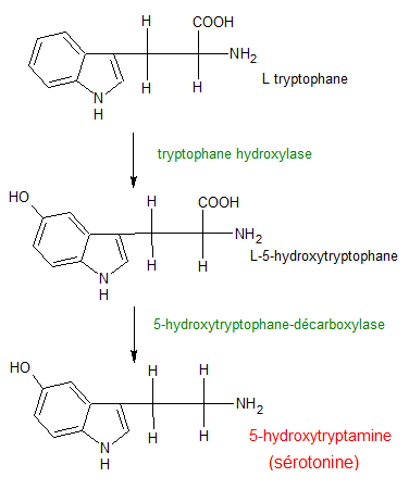 Zéro-tonine et D-pression : Généralités sur la sérotonine