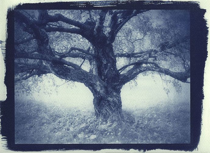 Photography A Level Cyanotype photography-a-level-cyanotype