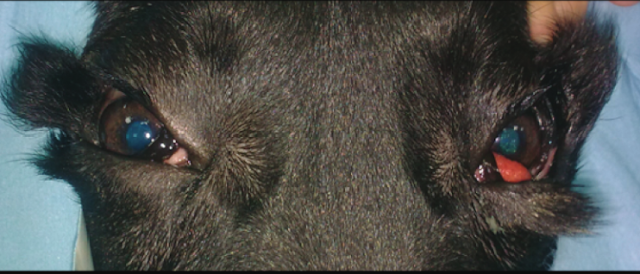 Teknik Operasi Pada Kasus Corneal Dermoid pada Hewan - Mydokterhewan