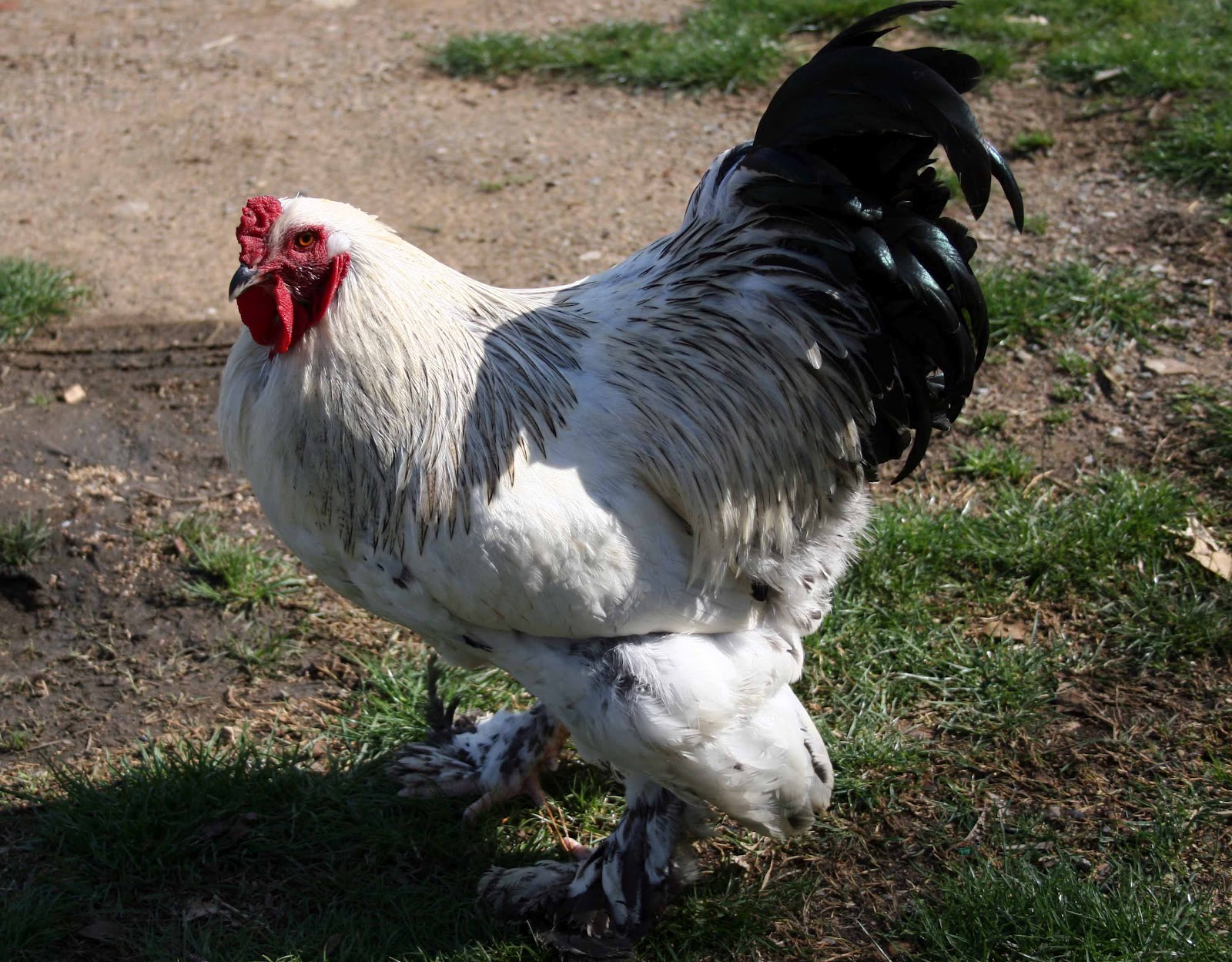 AVIARI CAN BOSCH DE SANT GREGORI: Razas de Gallinas Grandes