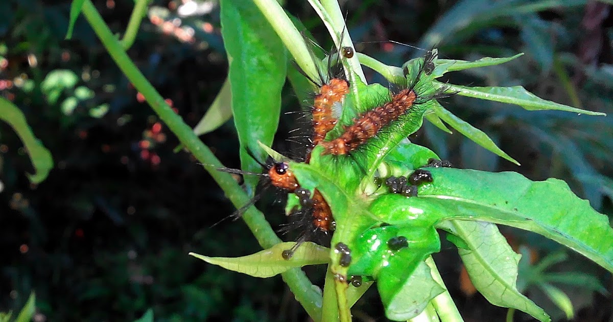 Pokcik Blogger: Ubi Jari Buaya - # Serangan ulat daun