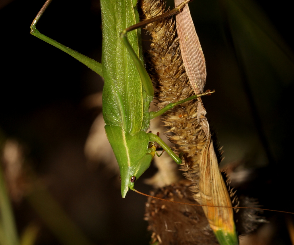 Listening in Nature: Everyone Loves a Conehead!