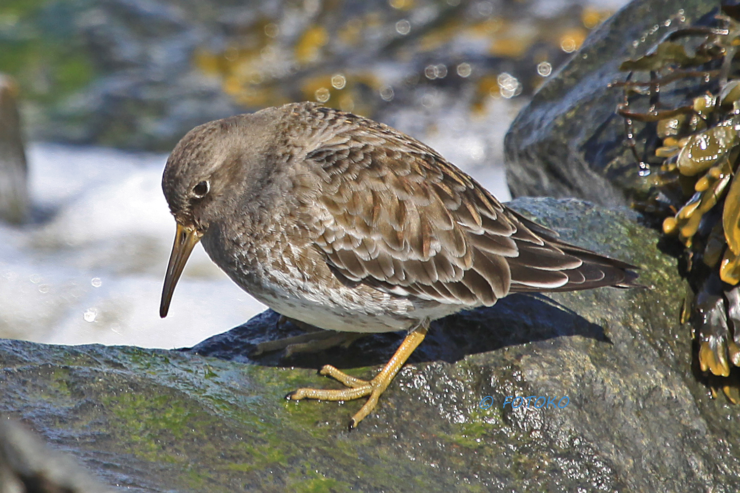NatuurlijkNatuur: Paarse strandloper. [Calidris maritima]