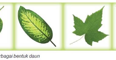 Jenis-Jenis Daun dan Klasifikasinya - Materi dan Soal Pembelajaran