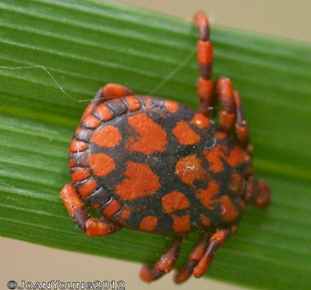 South African Photographs: Rhinocerous Tick (Dermacento rhinocerinusm) male