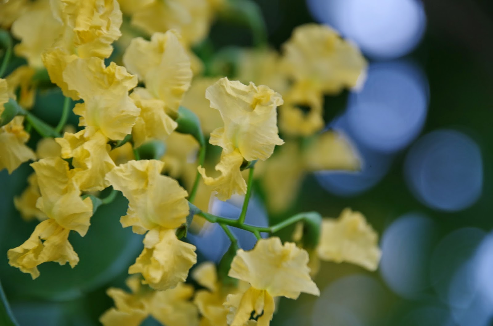 Trees and Plants: Angsana