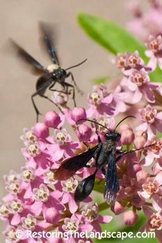 Restoring The Landscape With Native Plants: Milkweed Pollination - A ...
