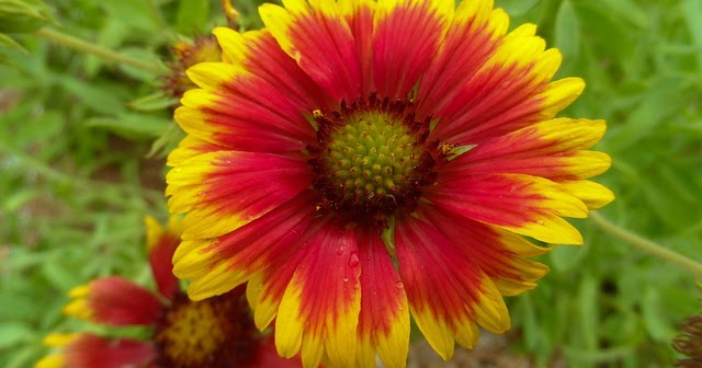 BUNGA GAILLARDIA (BUNGA PADANG RUMPUT) ~ INDONESIAHIJAUSEJATI