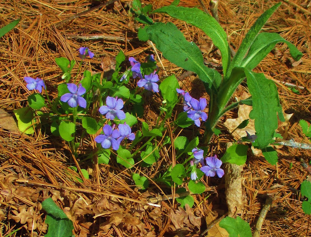 Canadian Needle Nana: Violets For Victoria Day
