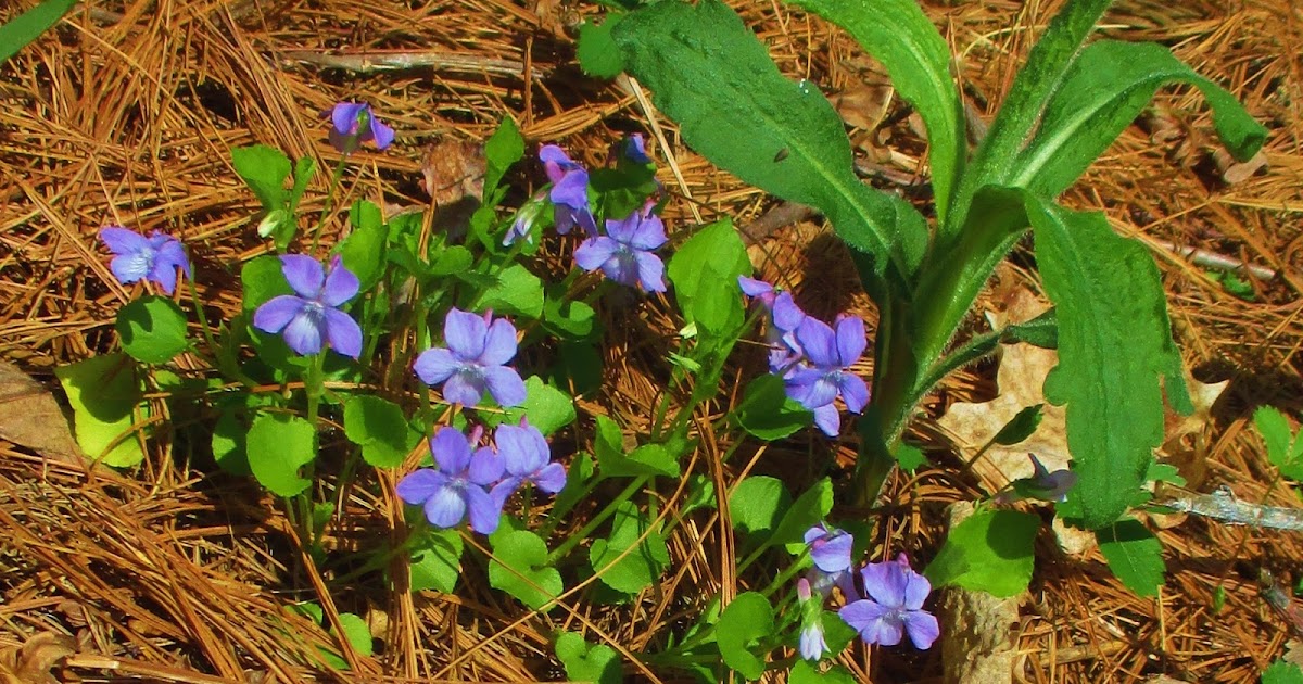 Canadian Needle Nana: Violets For Victoria Day