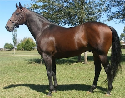 Los Caballos: Pelajes: Zaino