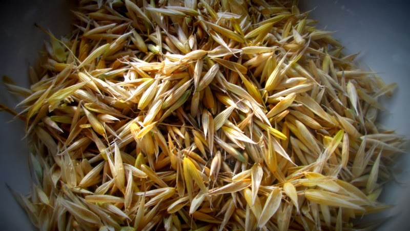 Flour Water Dirt & Rain: Homegrown Oats - Harvesting and Dehusking Grain