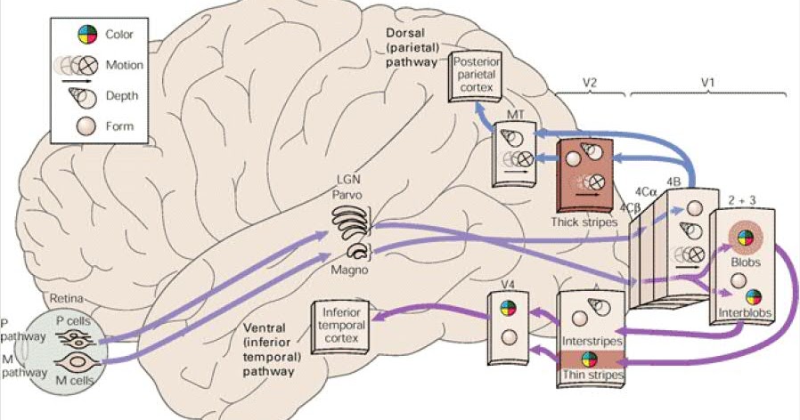 Sinapsis: La lectura. El área visual de formación de palabras (VWFA ...