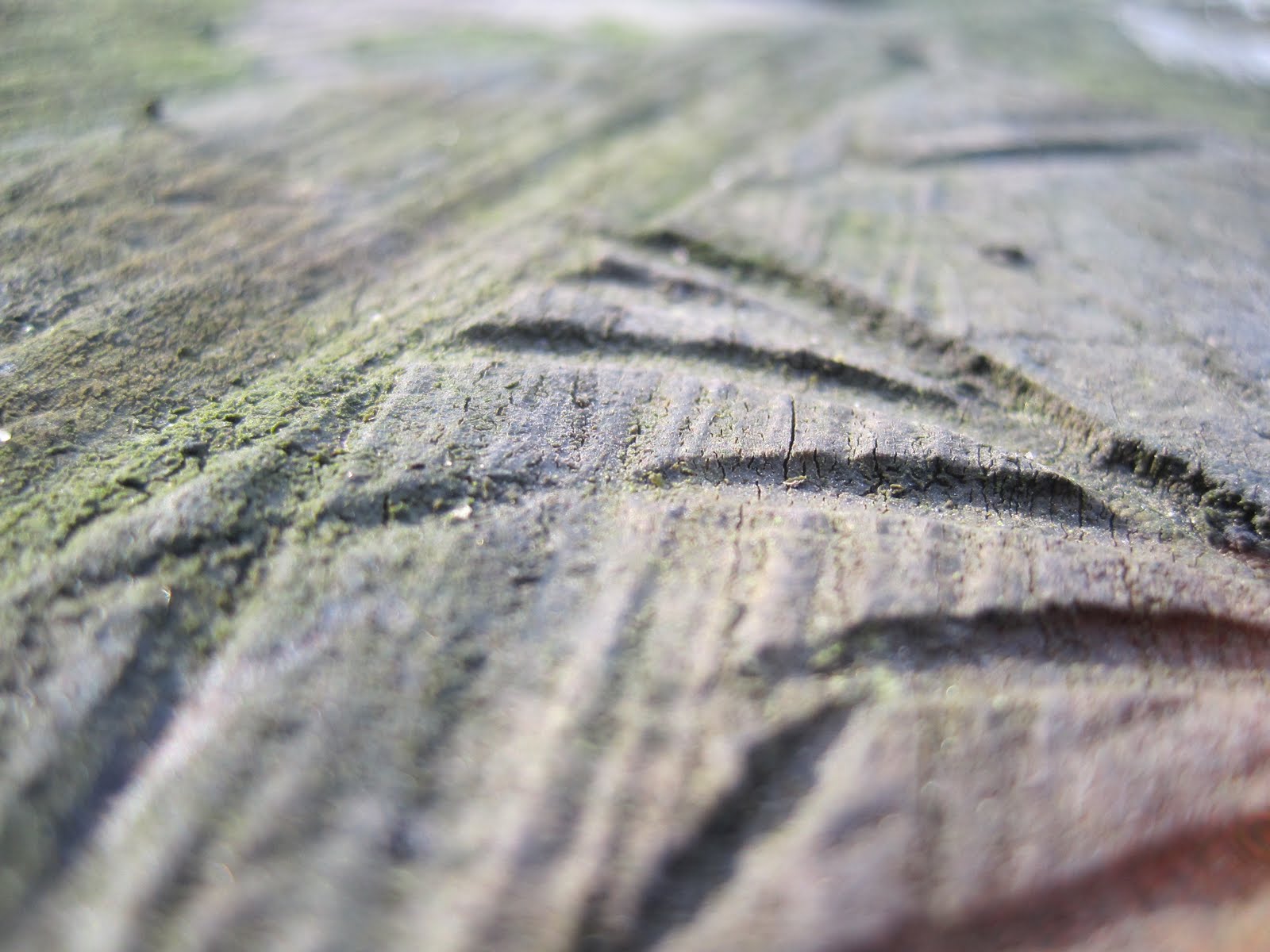 tree stump: lines, fissures, ridges