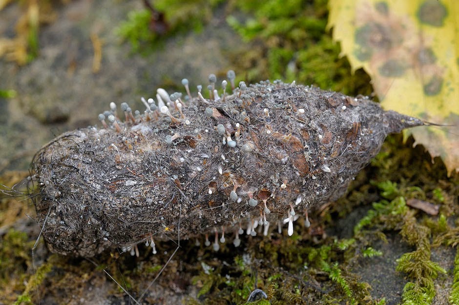 Funghi Teramani: Cephalotrichum microsporum (Sacc.) P.M. Kirk