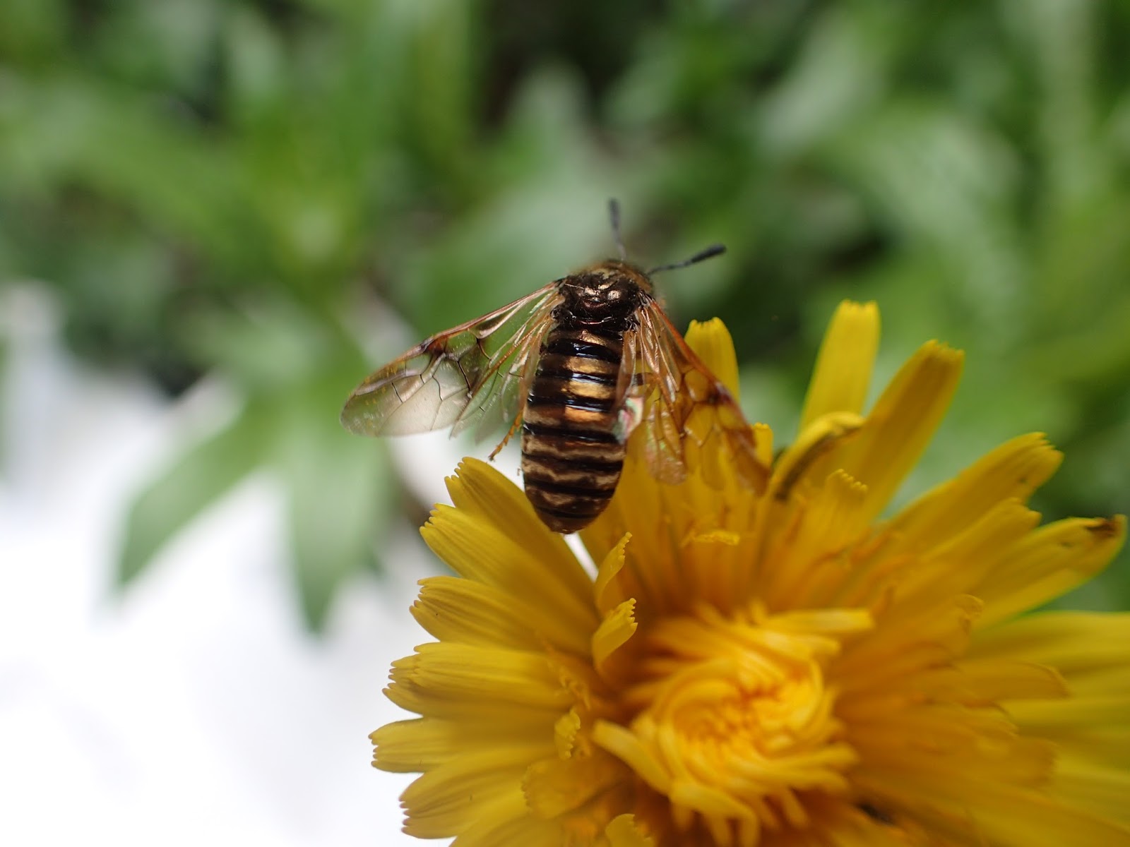 Birds and Beer: NORWICH: Golden garden invertebrates