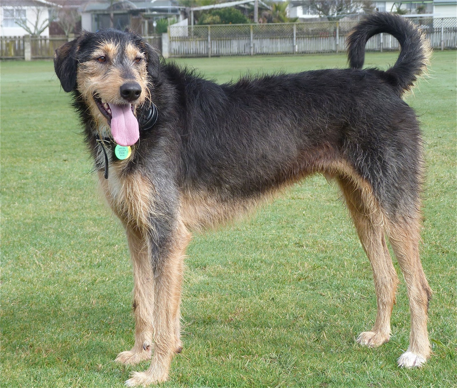 Woolshed 1: New Zealand farming. Farm working dogs – Glossary of terms