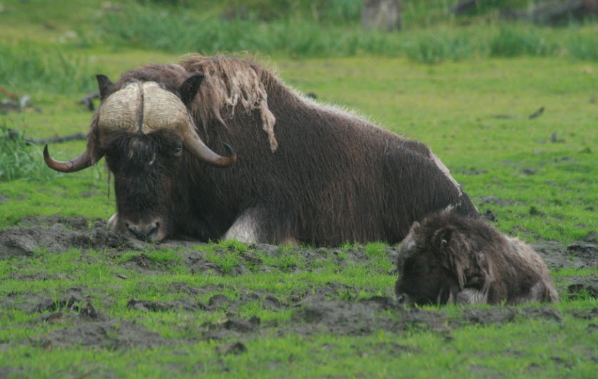 Muskox | The Life of Animals