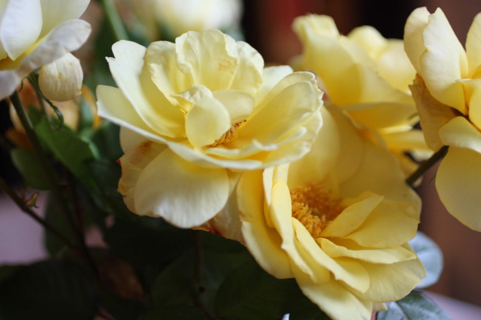 Take time to smell the flowers......: Mountbatten Rose.