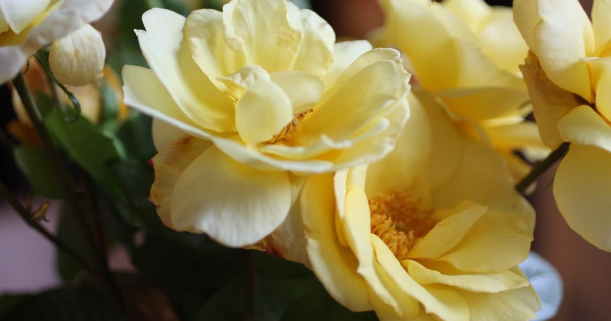 Take time to smell the flowers......: Mountbatten Rose.