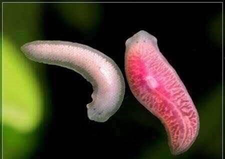 Blog Cientista : Filo Platelmintos