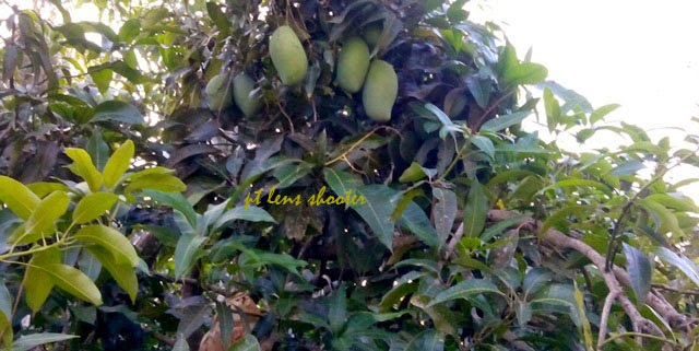 Sesawang Maya WarnaSari (ส่าหรีสี) : Mempelam Datang Lagi