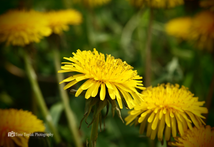 Narava hribi in gore: April mesec regrata