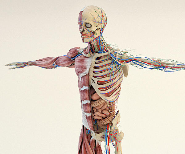 Maxwell 3D Resources: Human anatomy in 3D, create with cinema 4d and ...