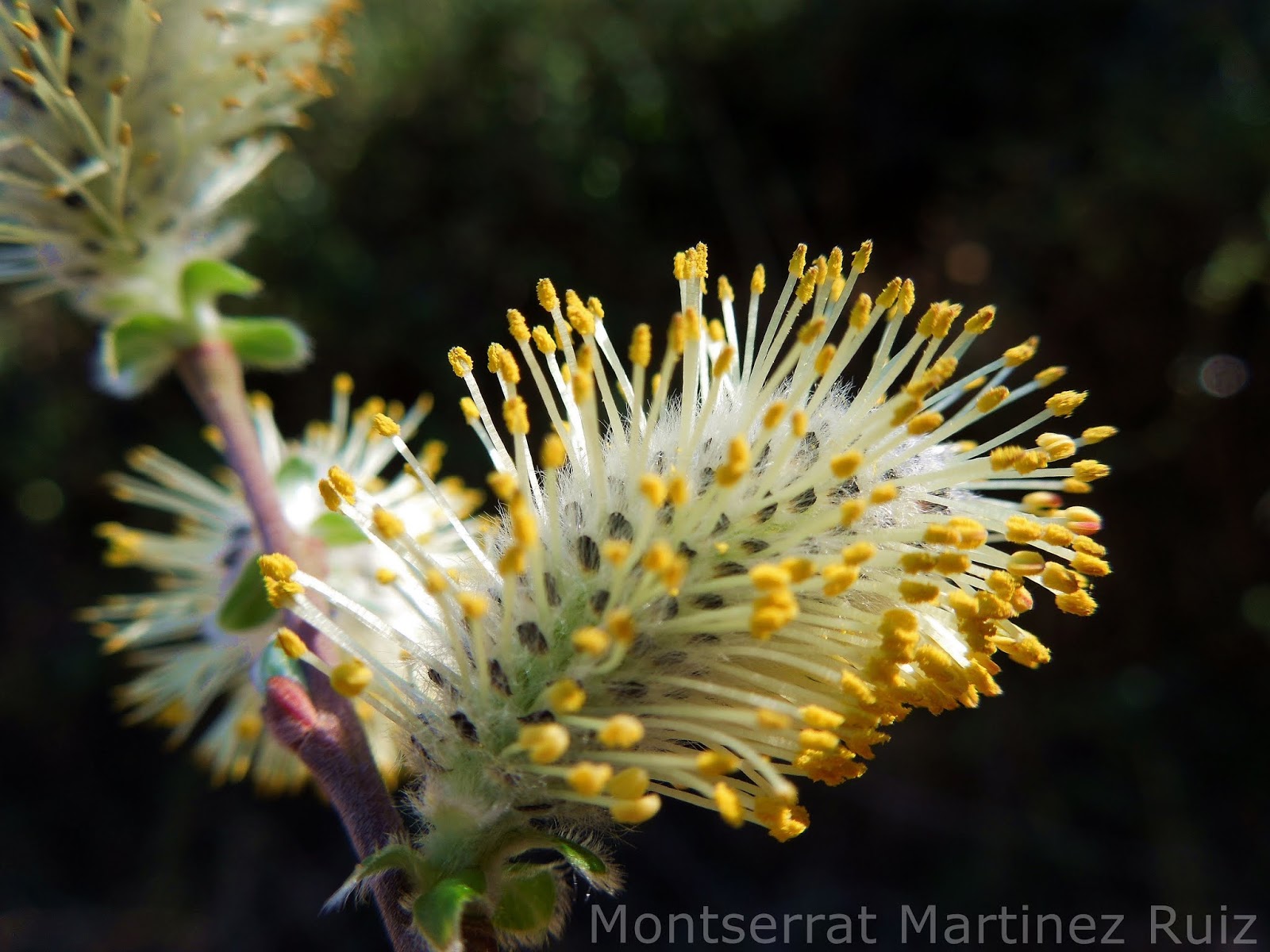 FLOR de SAUCE BLANCO - BOTÀNIC SERRAT