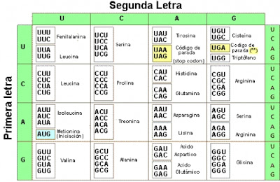Biogenética: Las Características del códio genético