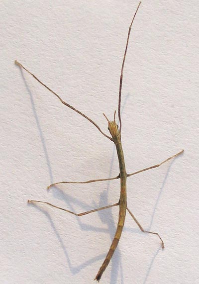 Kummitussirkat: Ramulus sp. - PSG 251