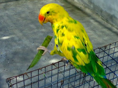 A Life of Green - Viggo the male Eclectus Parrot: Sub Species