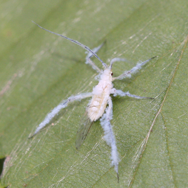 The Baypoll Blog: Some Interesting Insects