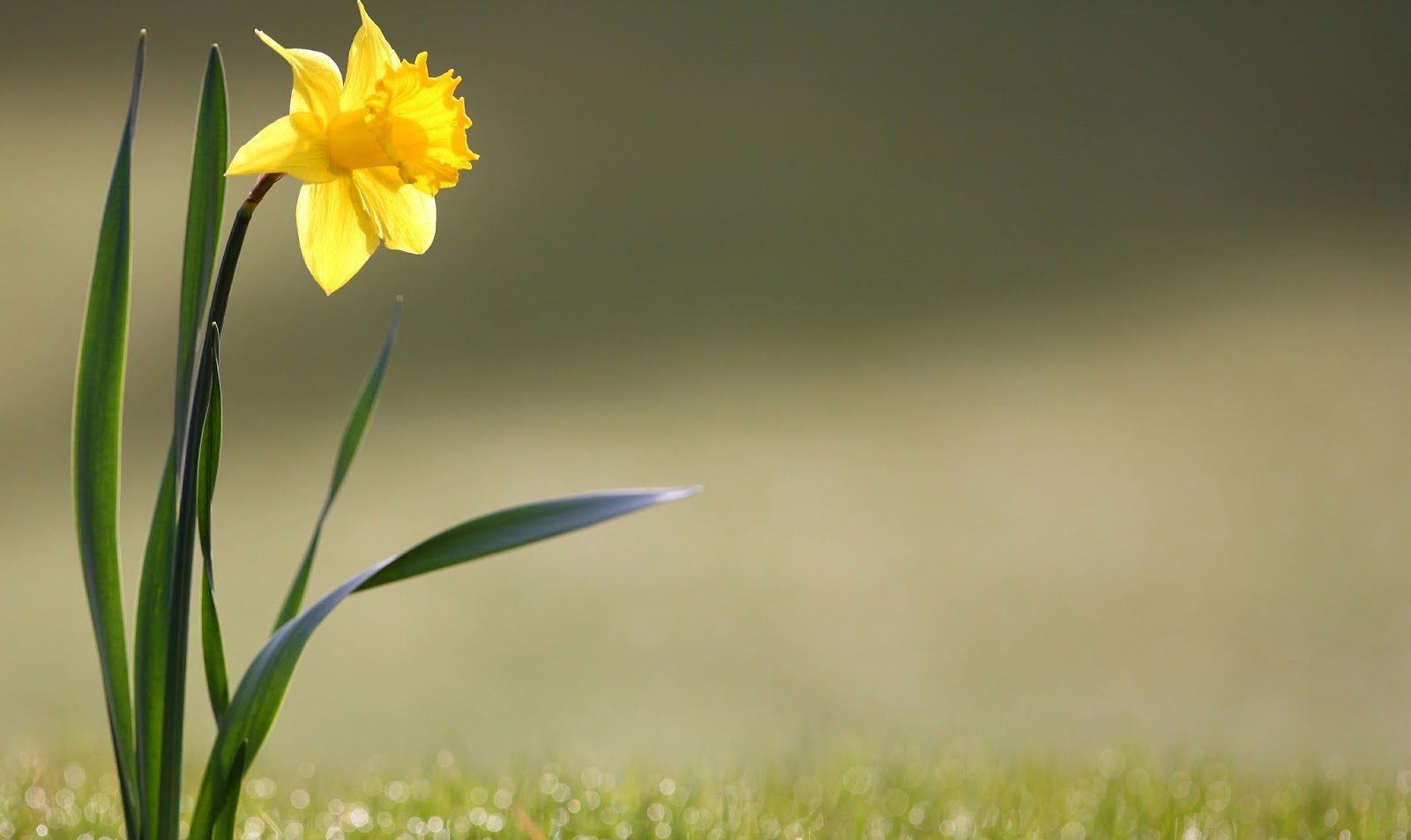 Gambar Bunga Indah dan Cantik | Kumpulan Gambar