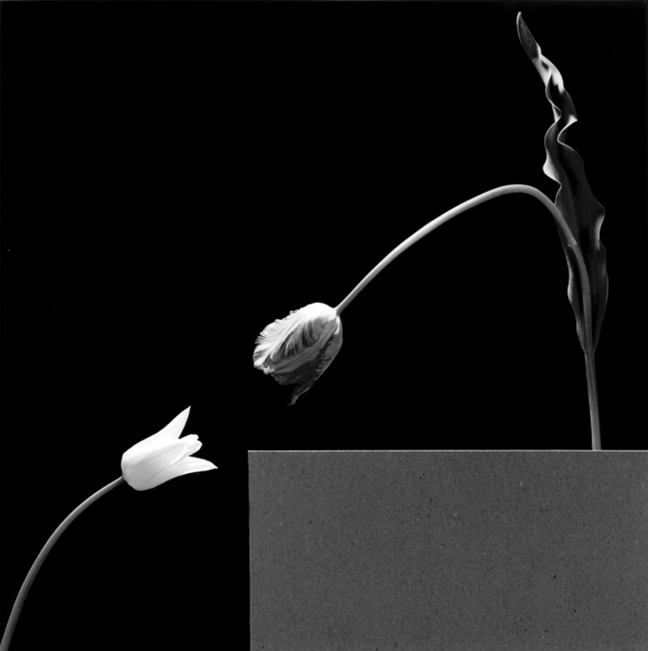 APARTE: ROBERT MAPPLETHORPE FLOWERS