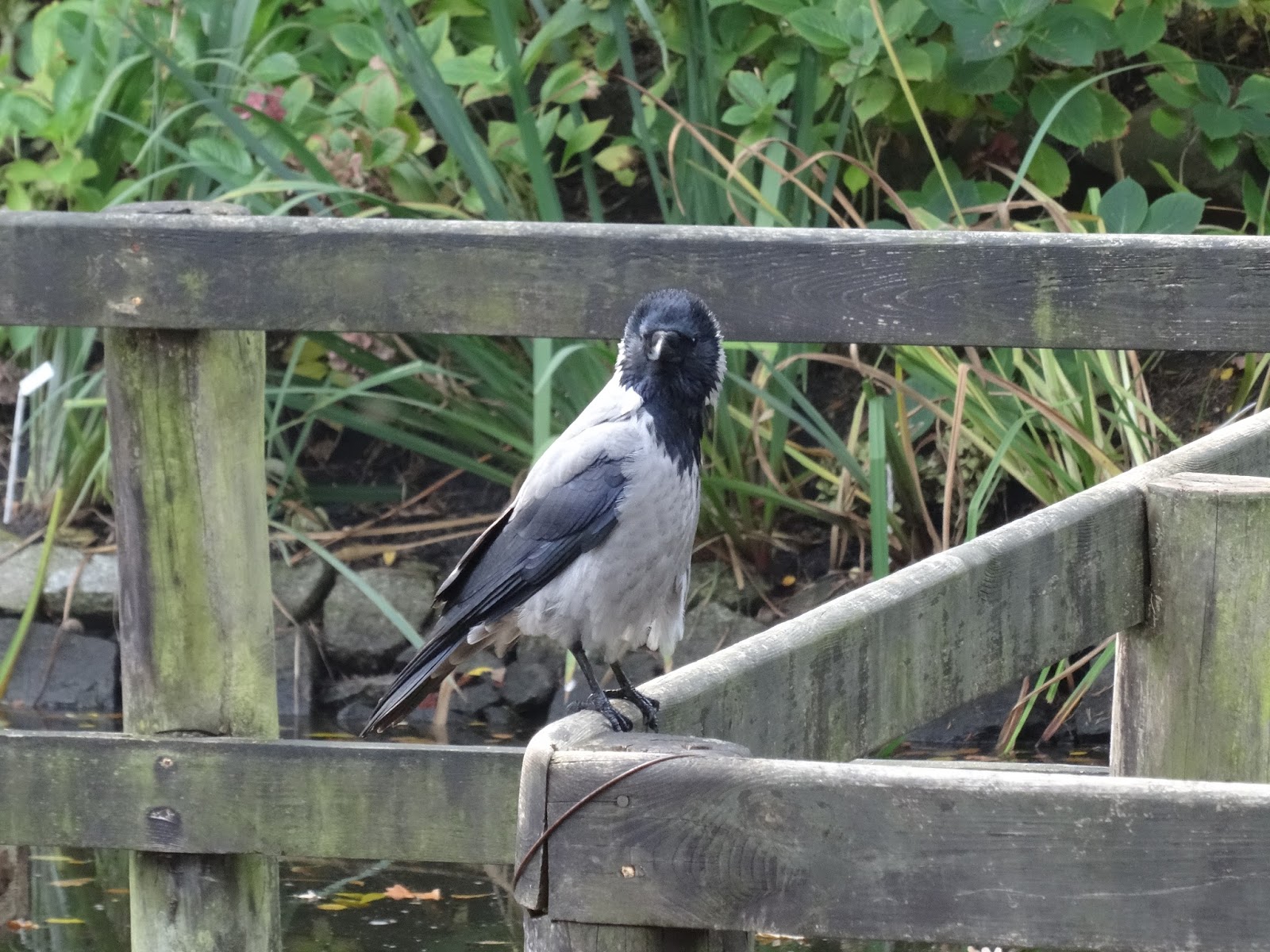 Fotografia przyrody.: Wrona siwa (Corvus cornix).