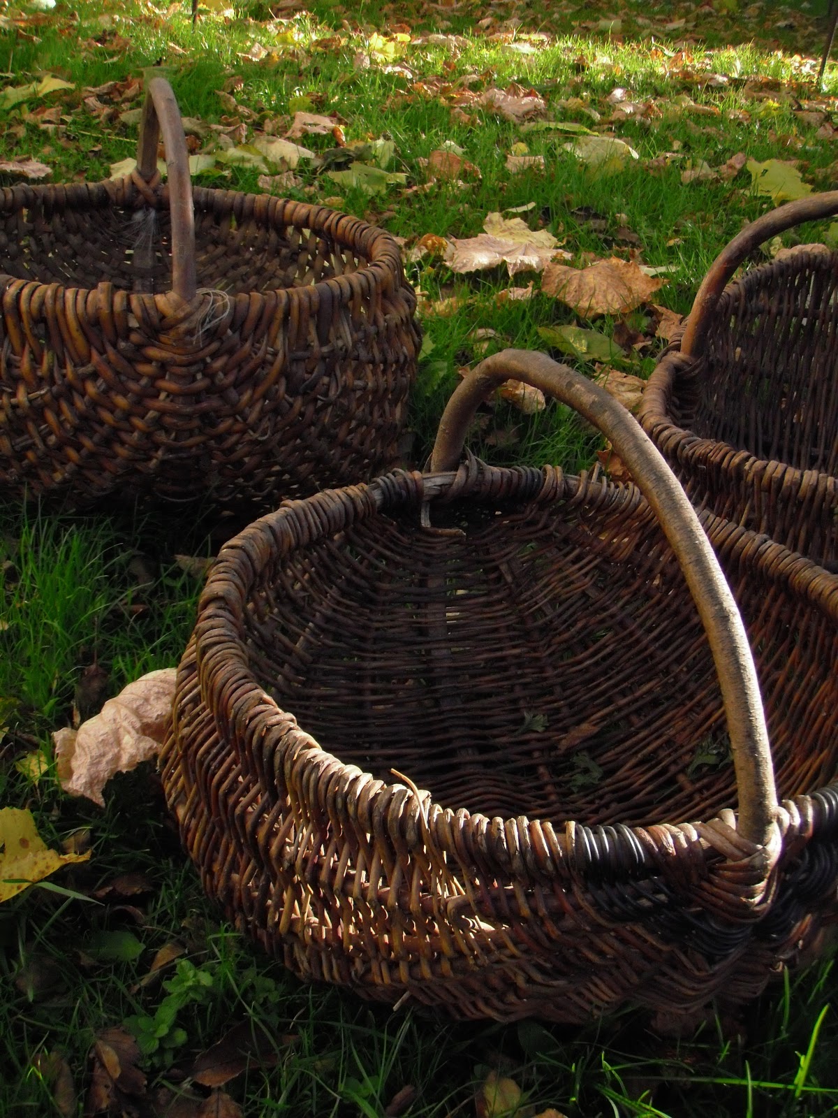 Jarzyny i miłość: Japka